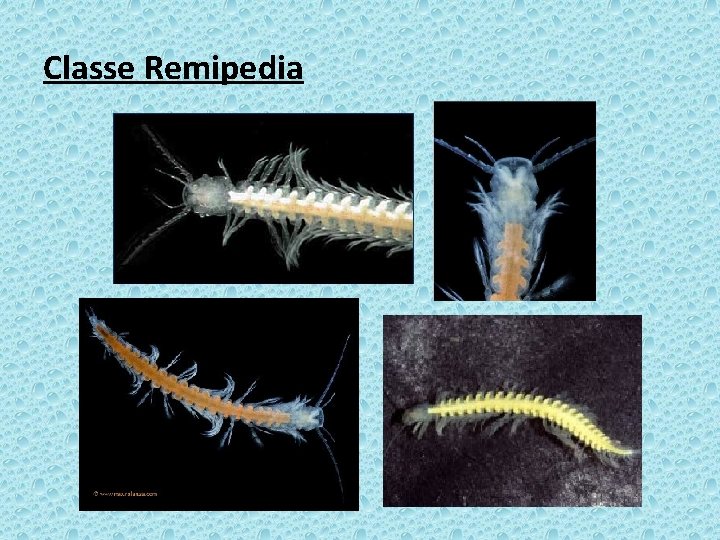 Filo Arthropoda Subfilo Crustacea Crustacea Subfilo Crustacea v