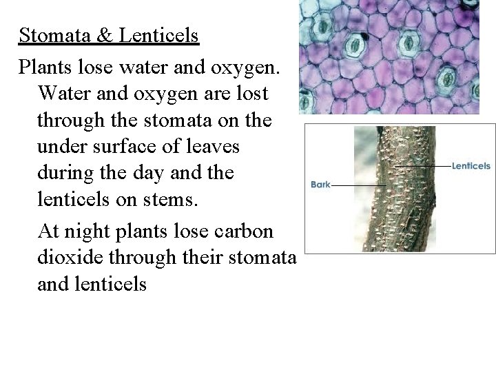 The Excretory System in the Human Objectives Explain