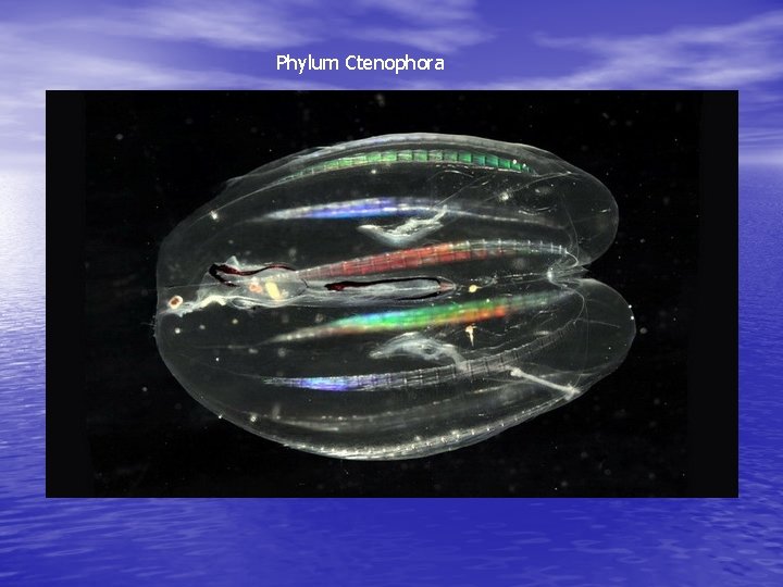 Chapter 7 Marine Animals Without a Backbone Invertebrates