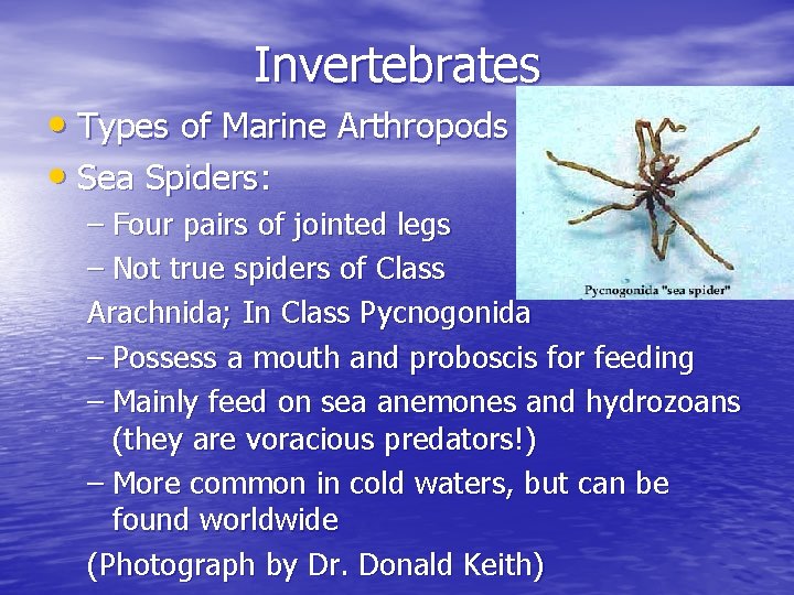 Chapter 7 Marine Animals Without a Backbone Invertebrates