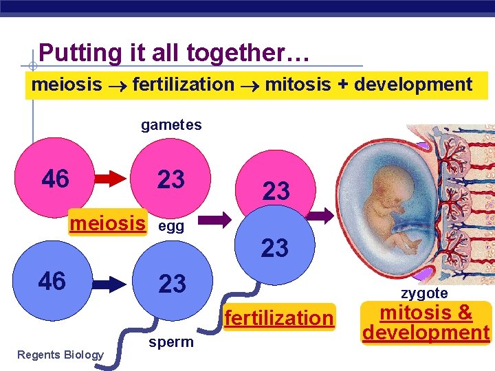 Meiosis Sexual Reproduction Regents Biology 2006 2007 Cell