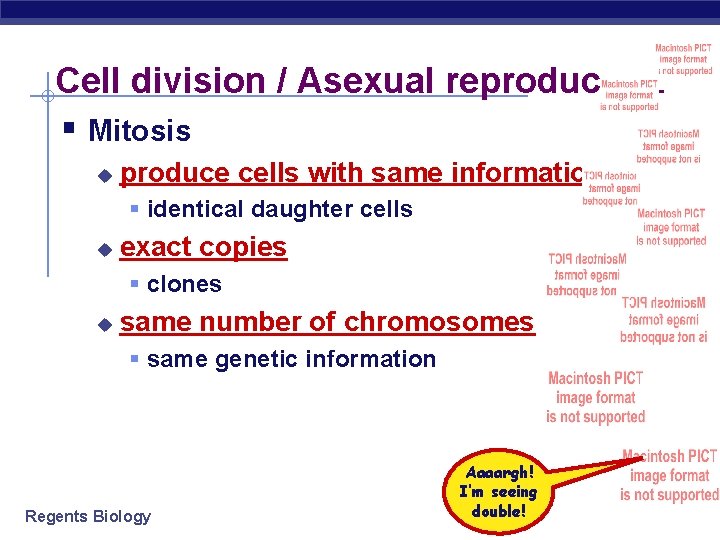 Meiosis Sexual Reproduction Regents Biology 2006 2007 Cell