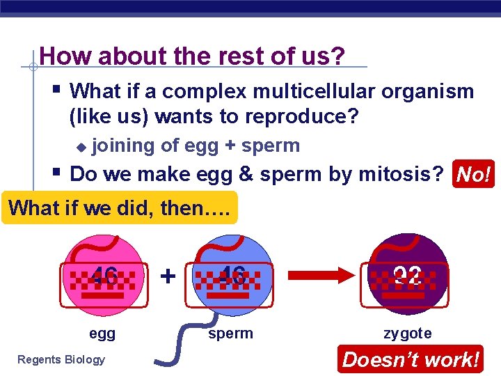 Meiosis Sexual Reproduction Regents Biology 2006 2007 Cell