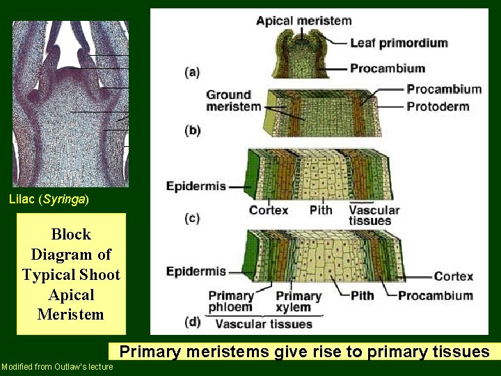 BOT 3015 L Biology of Flowering Plants Anatomy