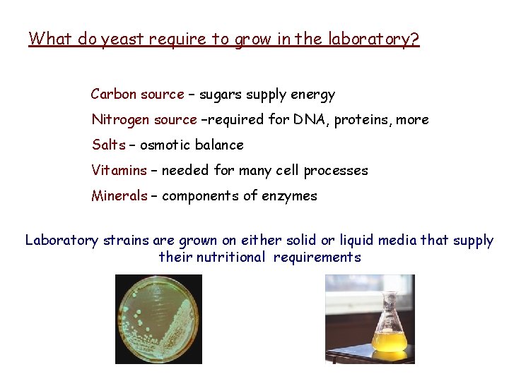 Working with yeast Microbiologists have developed techniques for
