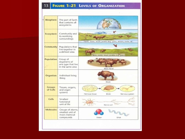 BIOLOGY IS THE SCIENCE OF LIFE ORGANIZATION OF