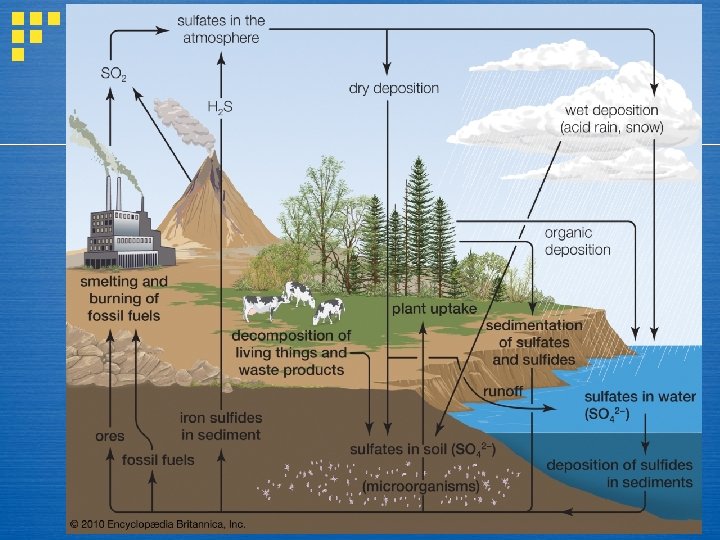Biogeochemical Cycles Water Nitrogen Carbon Dioxide Phosphorus Sulfur