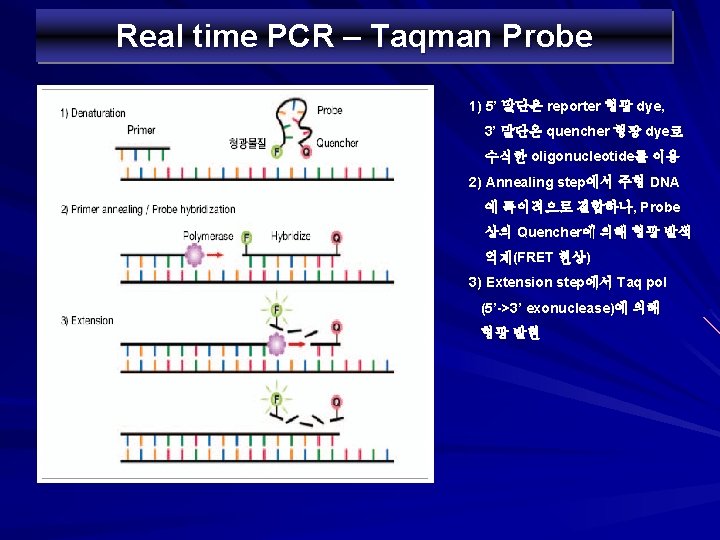 Real time PCR Taqman Probe 1 5 reporter