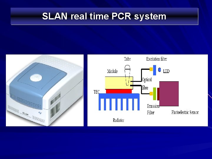 Real time PCR Taqman Probe 1 5 reporter