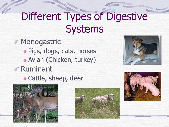 Animal Digestive Systems Ag Science Mr Dieckhoff Objectives