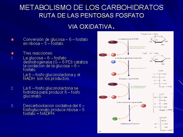 METABOLISMO DE LOS CARBOHIDRATOS RUTA DE LAS PENTOSAS