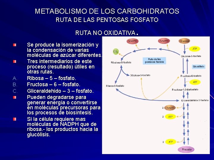 METABOLISMO DE LOS CARBOHIDRATOS RUTA DE LAS PENTOSAS