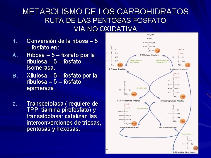 METABOLISMO DE LOS CARBOHIDRATOS RUTA DE LAS PENTOSAS