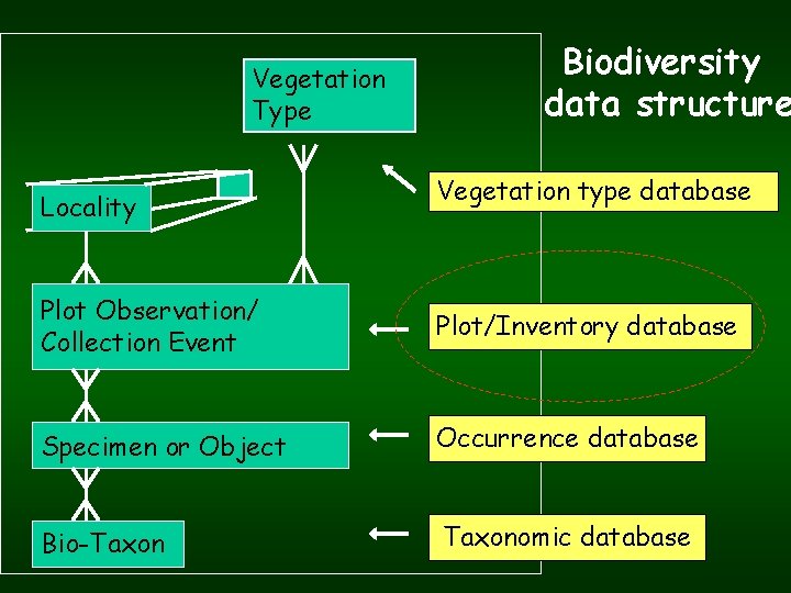 The Veg Bank Taxonomic data model Produced at