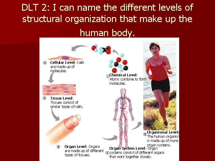 Unit 1 Organization of the Body Chapter 1