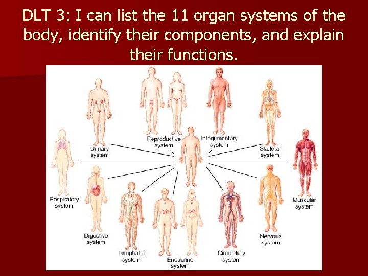 Unit 1 Organization of the Body Chapter 1