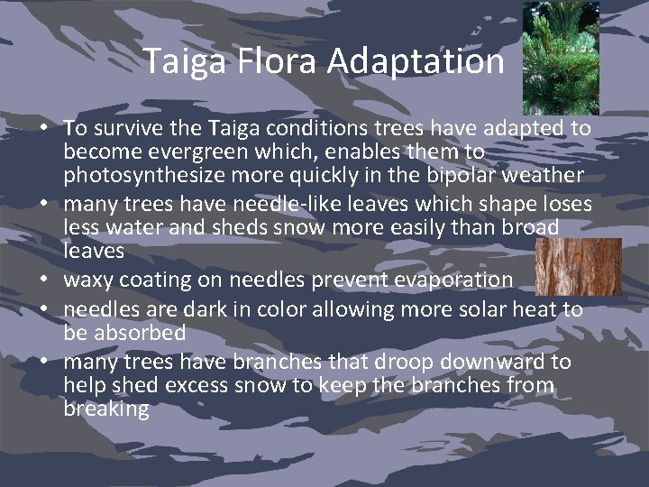 Features Of The Taiga The Boreal Forest is