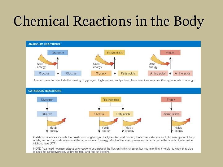 Metabolism Transformations and Interactions Chapter 7 Introduction Energy