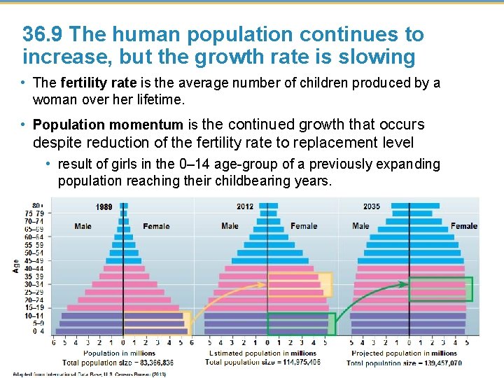 Chapter 36 Population Ecology Power Point Lectures Campbell
