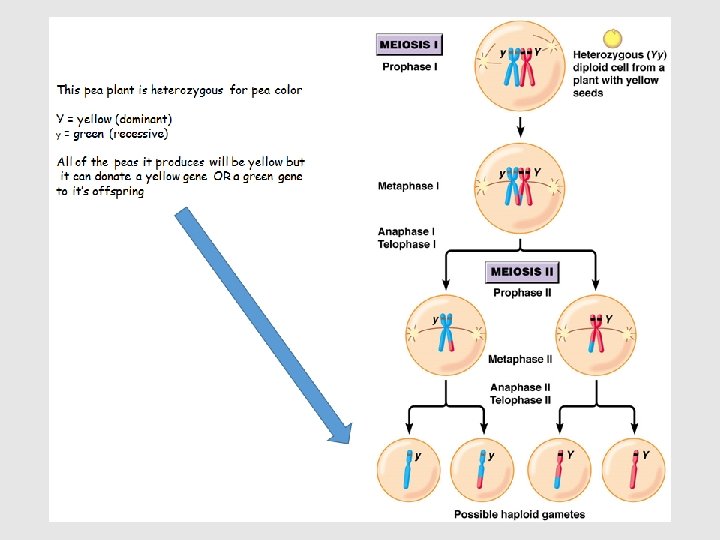 Chapter 12 Mendels Experiments and Heredity General Biology