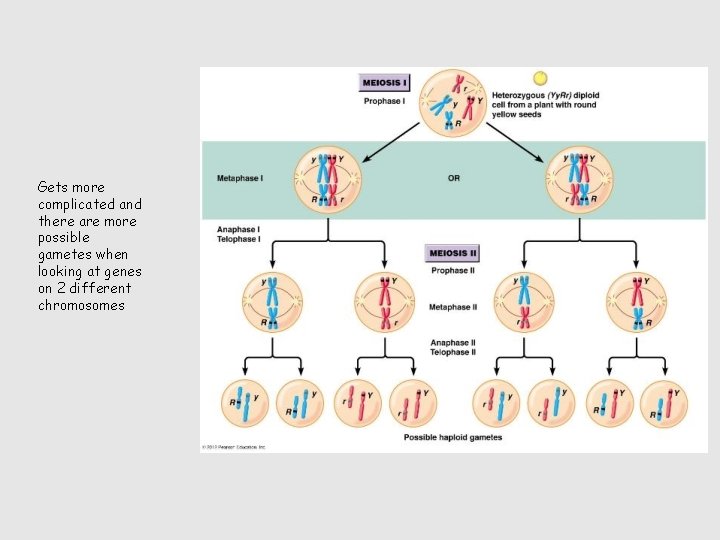 Chapter 12 Mendels Experiments and Heredity General Biology