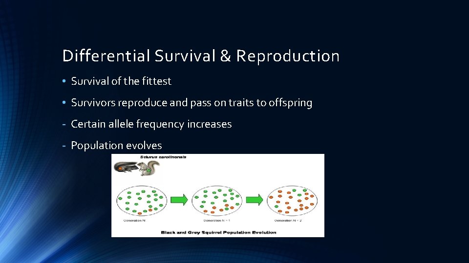 Evolution and Classification BY SUSANA LONDONO LYNNSEY NGUYEN