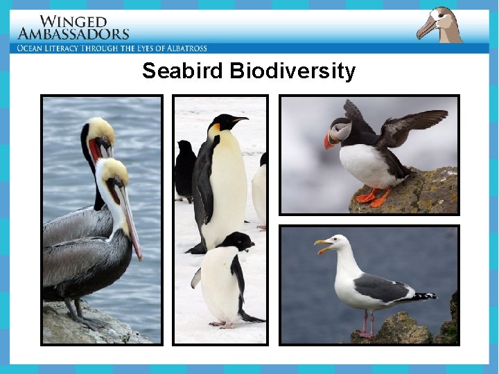Lesson 1 Introduction to Seabirds Lesson 1 Presentation