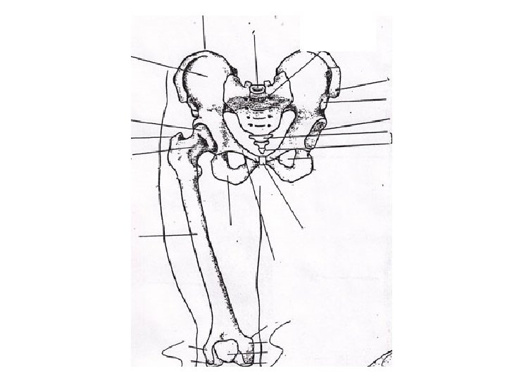 Hip Labeling Sports med 2 The Hip Sports