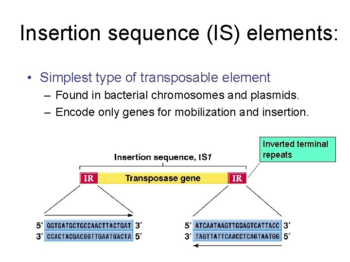 31 Gene regulation in bacteria Lecture Outline 111805