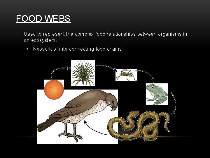 FOOD WEBS AND CHAINS 7 th Grade Science