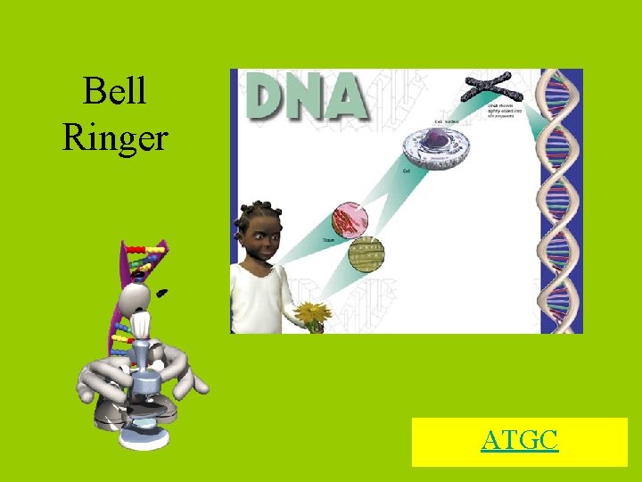 Biology Partnership A Teacher Quality Grant DNA History
