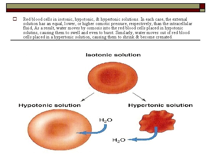 Lecture 2 Cell membrane structure and transport across