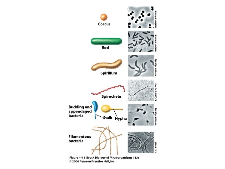 BROCK BIOLOGY OF MICROORGANISMS ELEVENTH EDITION MICHAEL T