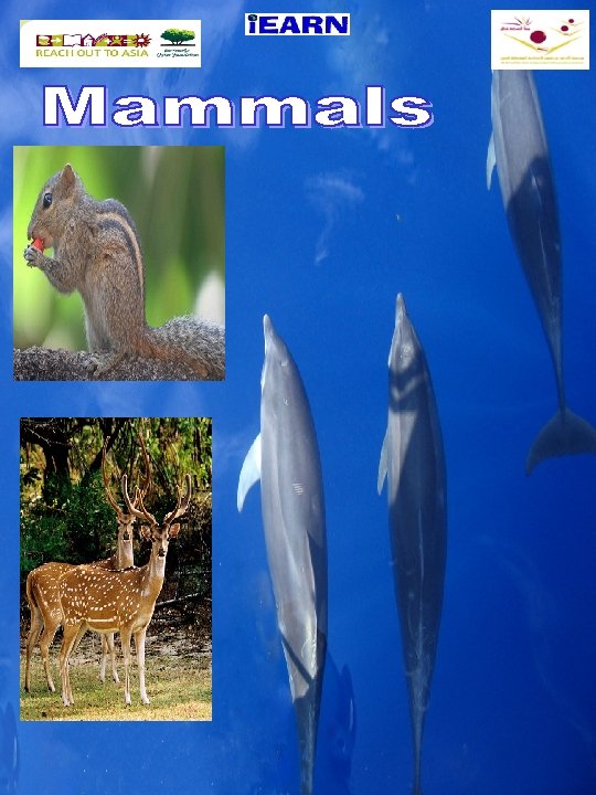 ANIMALS and THEIR HABITAT Objectives Identify the characteristic
