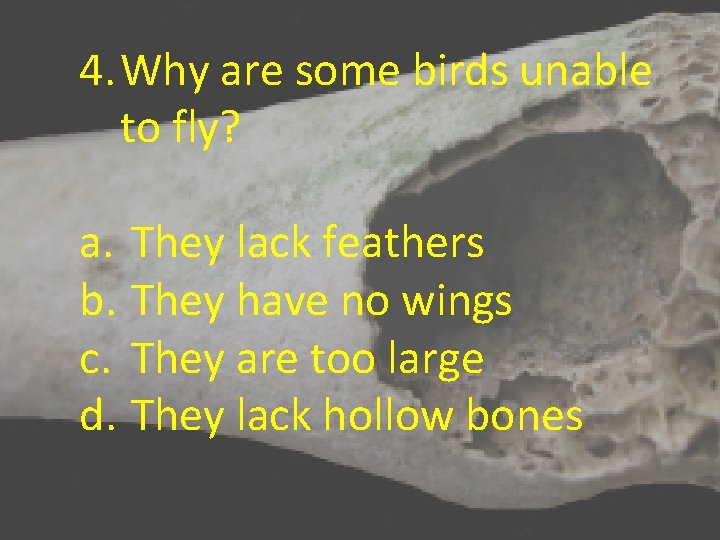 Birds Chapter 6 Powerpoint created shared by Jamie