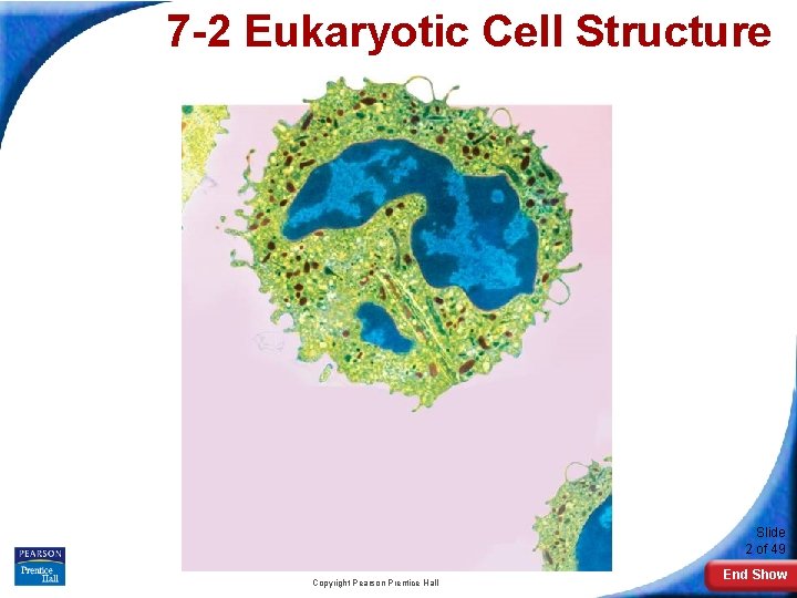 Biology Slide 1 of 49 Copyright Pearson Prentice