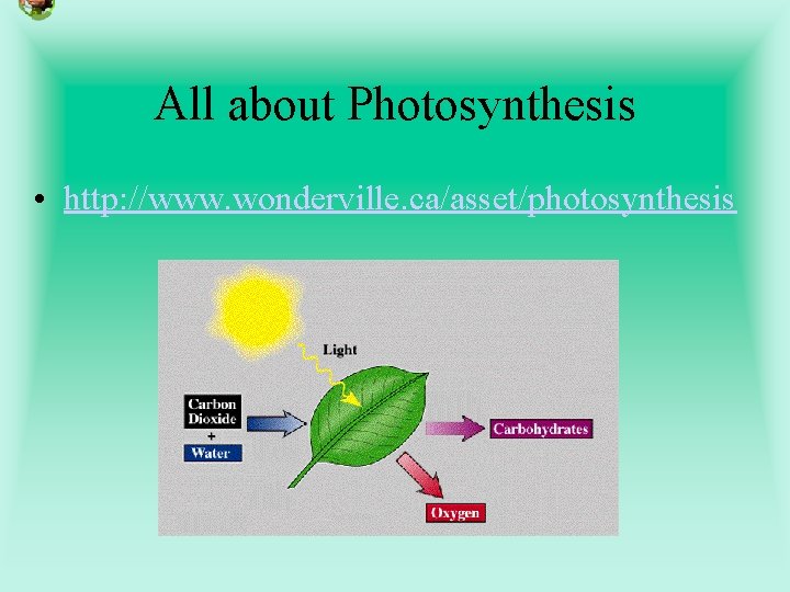 Cell Processes and Energy Photosynthesis All about Photosynthesis