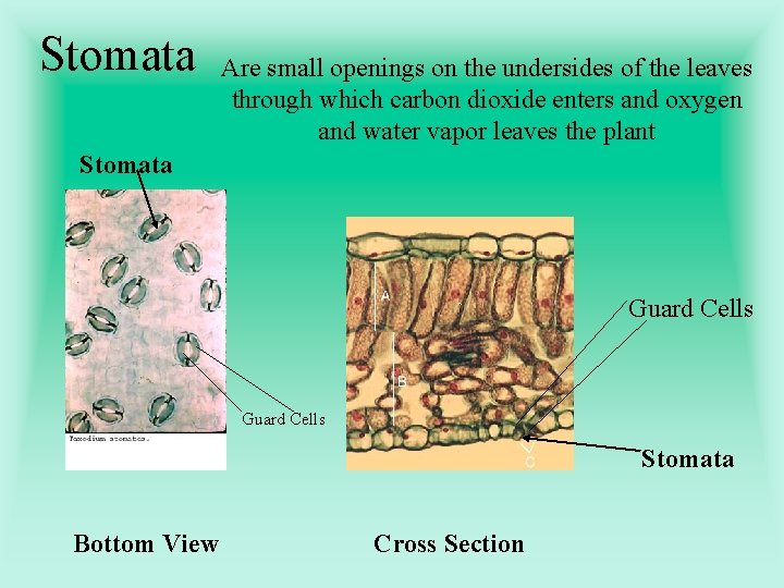 Cell Processes and Energy Photosynthesis All about Photosynthesis