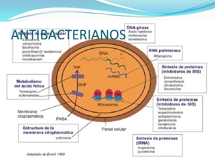 Antimicrobianos antimicoticos antiparasitarios y antivirales Introduccin El hombre