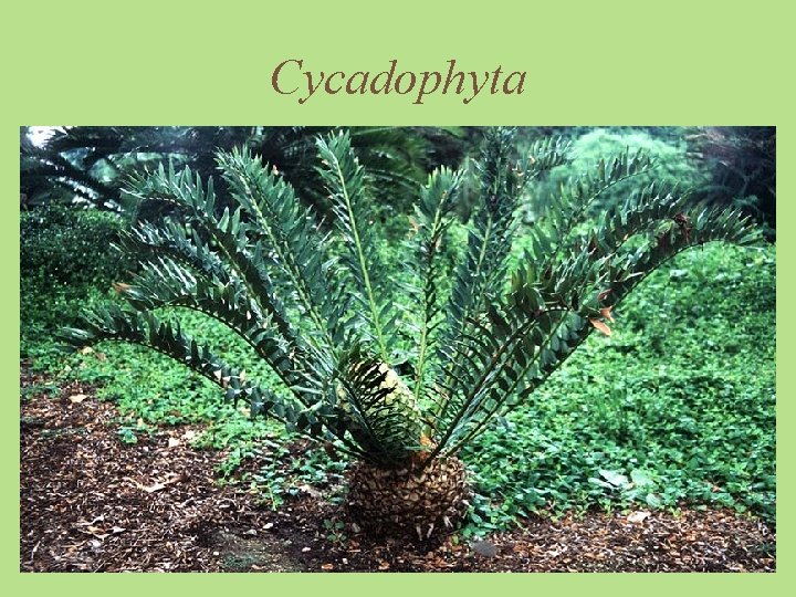 Plant Diversity Objectives v v Learn the basic