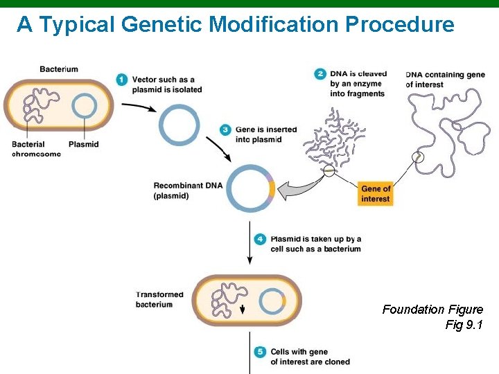 Chapter 9 Biotechnology and Recombinant DNA QA Interferons