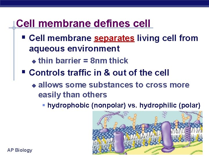 The Cell Membrane AP Biology 2007 2008 Phospholipids