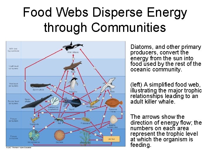 Chapter 13 Life in the Ocean Biodiversity Earth