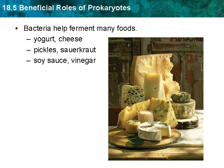 18 5 Beneficial Roles of Prokaryotes KEY CONCEPT