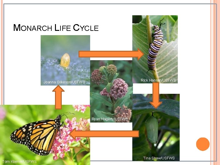 MONARCH BUTTERFLY LIFE CYCLE AND CONSERVATION This presentation