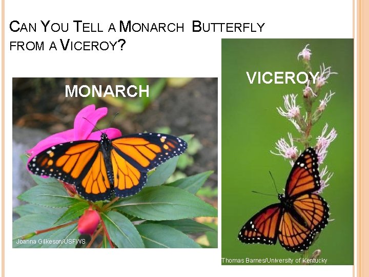 MONARCH BUTTERFLY LIFE CYCLE AND CONSERVATION This presentation