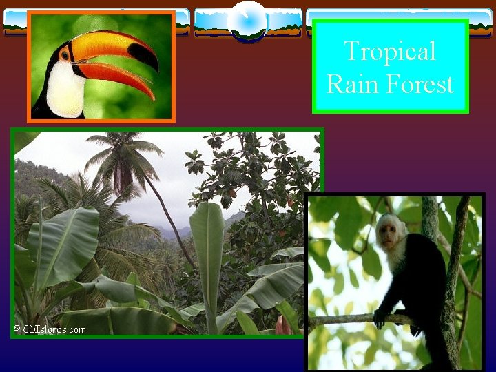 Introduction To Biodiversity What is Biodiversity Biological diversity