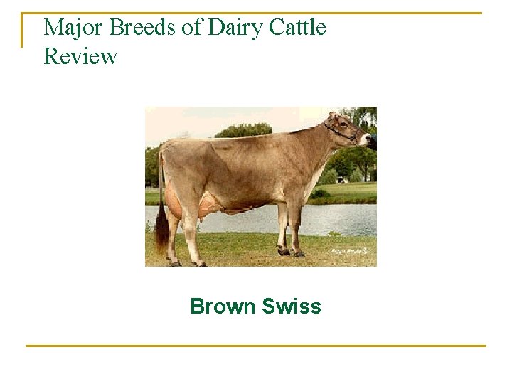 Dairy Breeds and Selection Cows are referred to