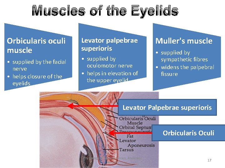 Physiology of Special Senses By Dr Abdel Aziz