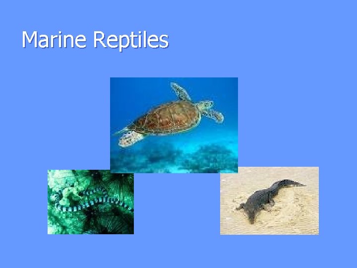TETRAPODS Marine Reptiles Birds and Mammals Chapter 9